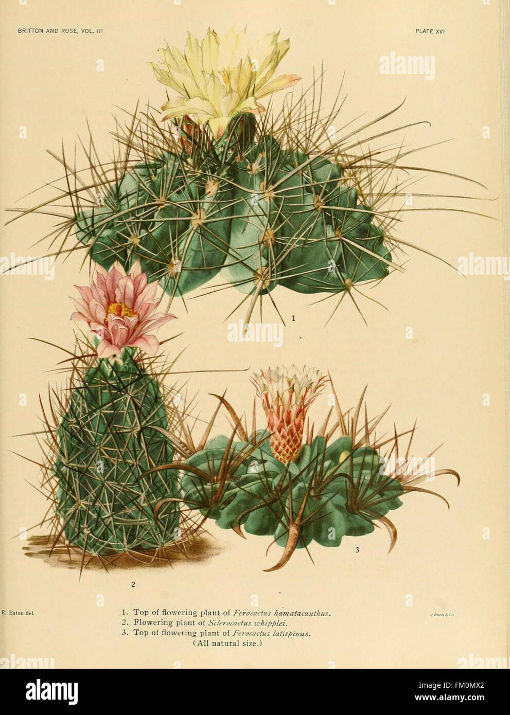 Detailed depictions of various cactus species hi-res stock photography ...