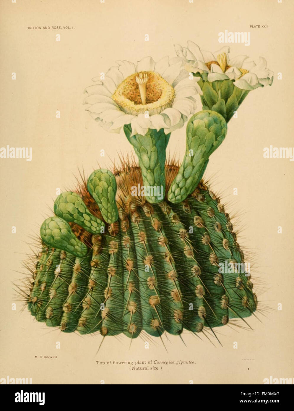 'The Cactaceae' showcases detailed illustrations of cactus species ...