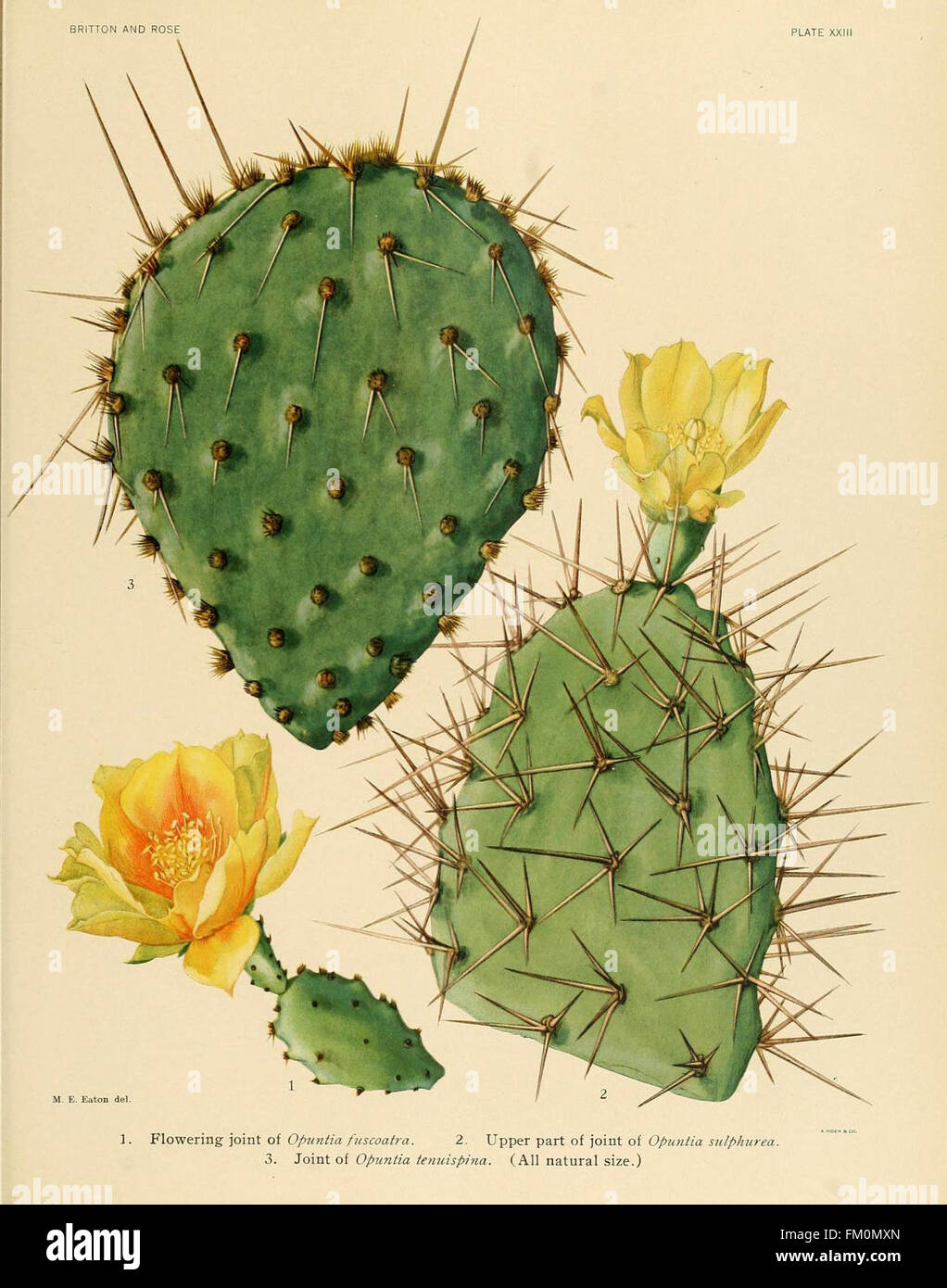 'The Cactaceae' (Plate XXIII) provides an illustration of various ...