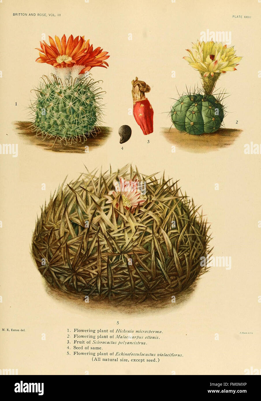 This plate from 'The Cactaceae' provides detailed illustrations of ...