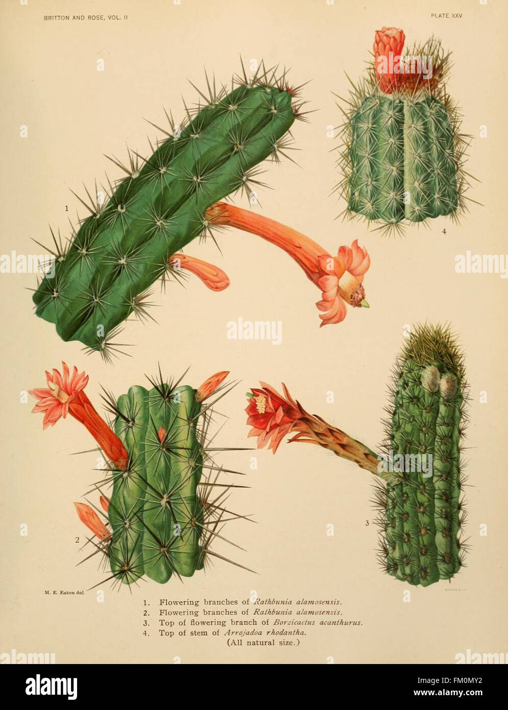 This botanical work provides a comprehensive classification of the ...