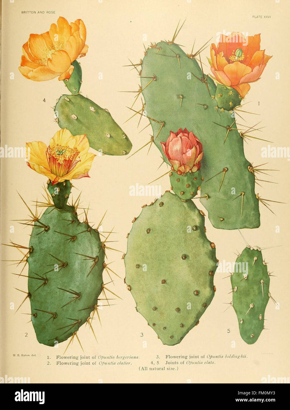 Plate XXVI from 'The Cactaceae' illustrates various species of cacti ...