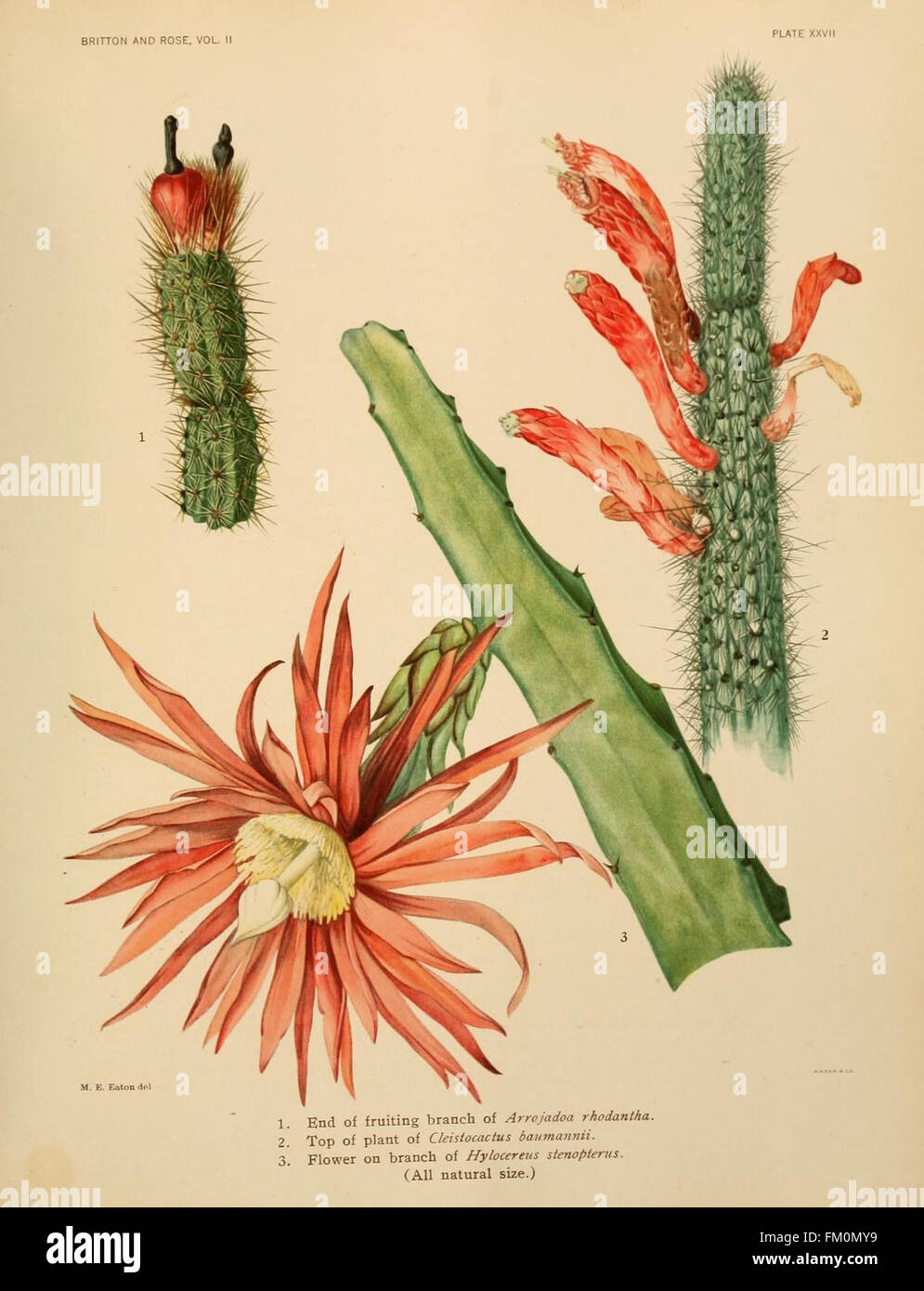Detailed botanical illustration of various cactus specimens hi-res ...