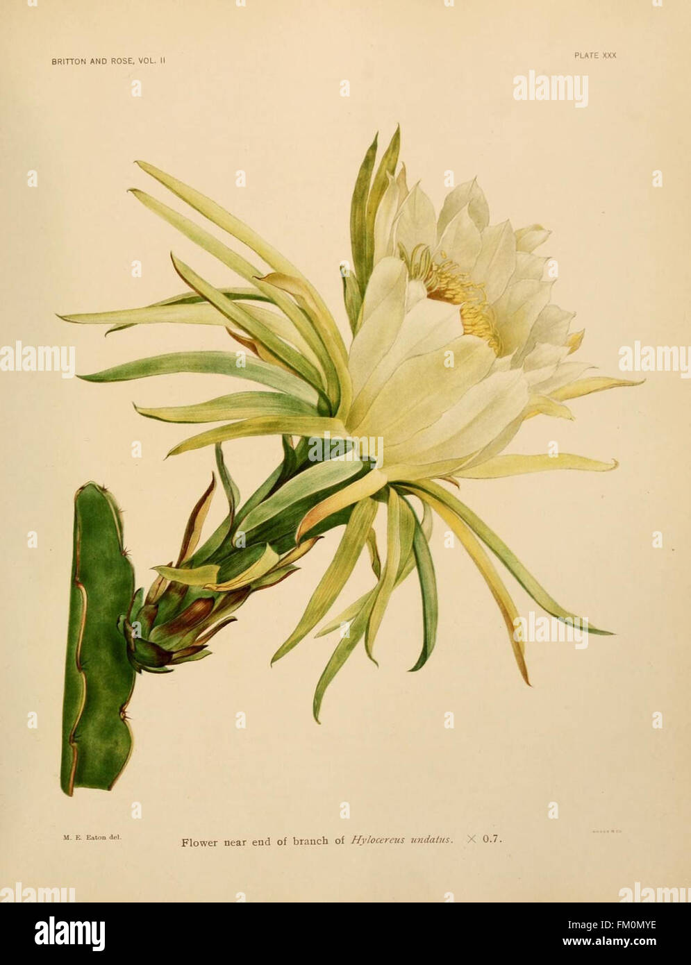 This plate from 'The Cactaceae' illustrates various cactus species ...