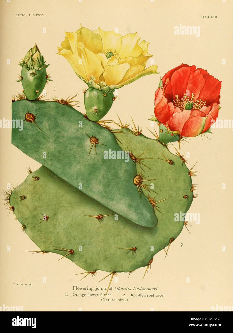 This plate illustrates various species from the Cactaceae family ...