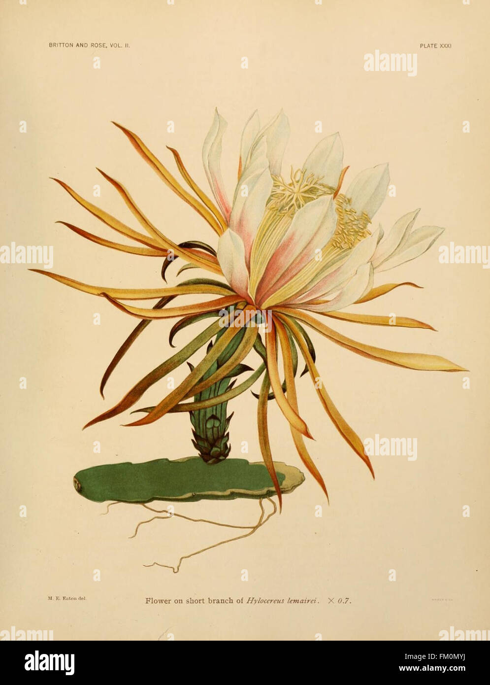'The Cactaceae' (Plate XXXI) provides detailed illustrations of cactus ...