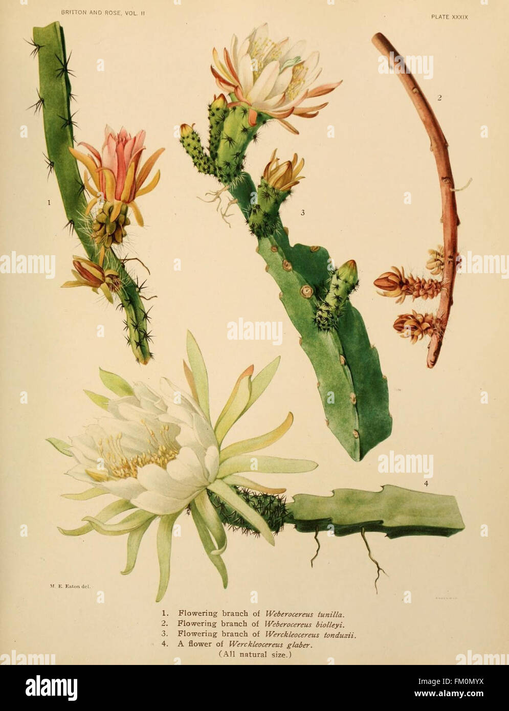 Plate XXXIX from 'The Cactaceae' provides detailed classification and ...