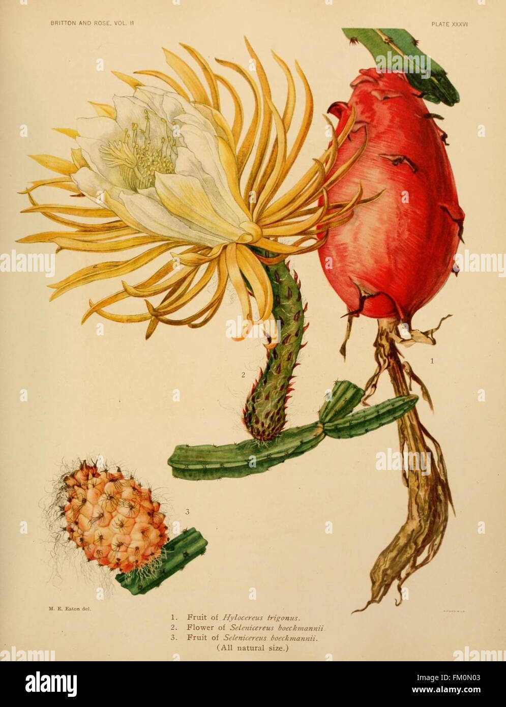 This plate focuses on the Cactaceae family, providing detailed ...