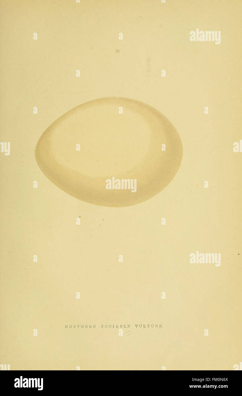 History birds europe provides hi-res stock photography and images - Alamy