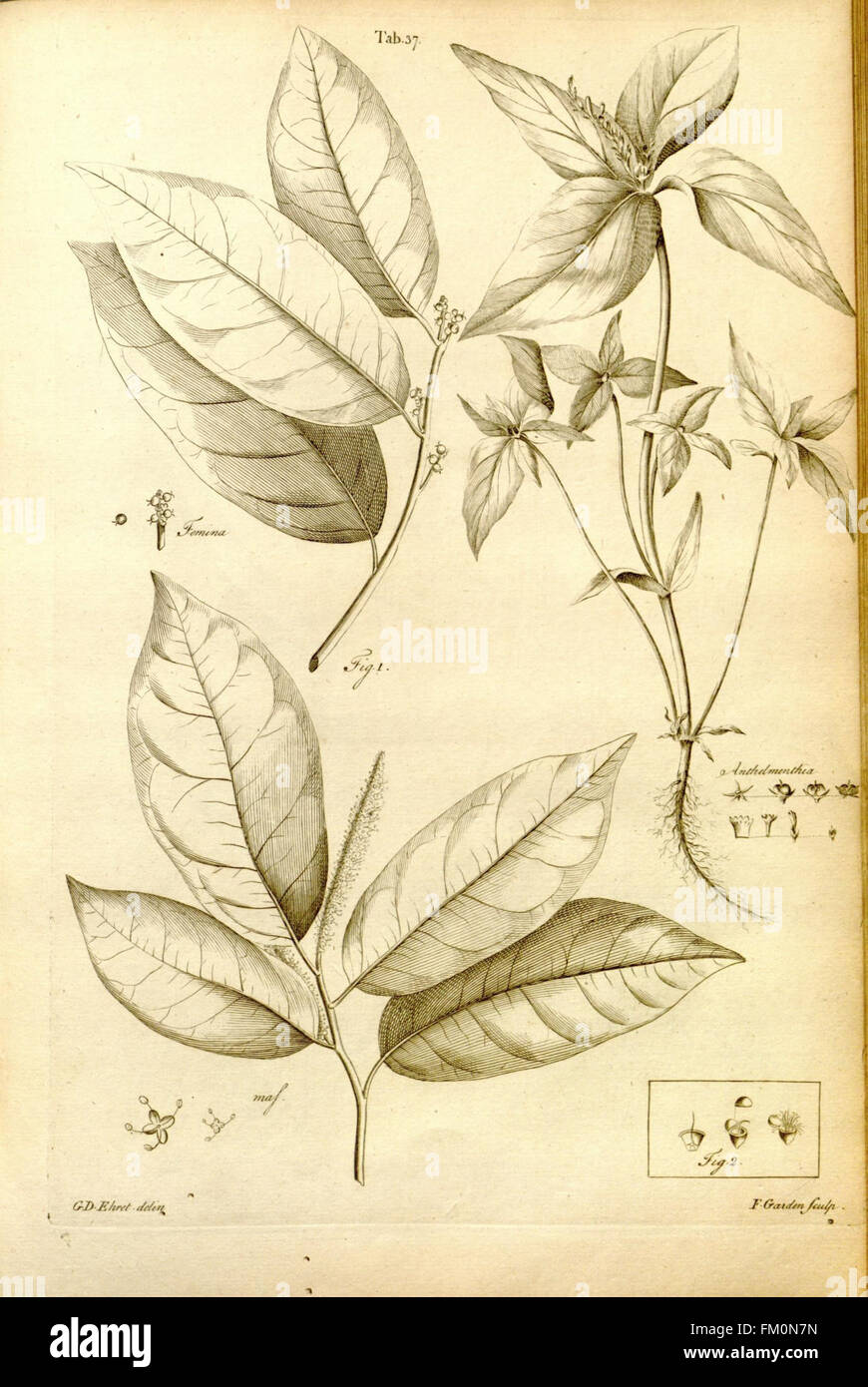 This work from the Missouri Botanical Garden’s Peter H. Raven Library ...