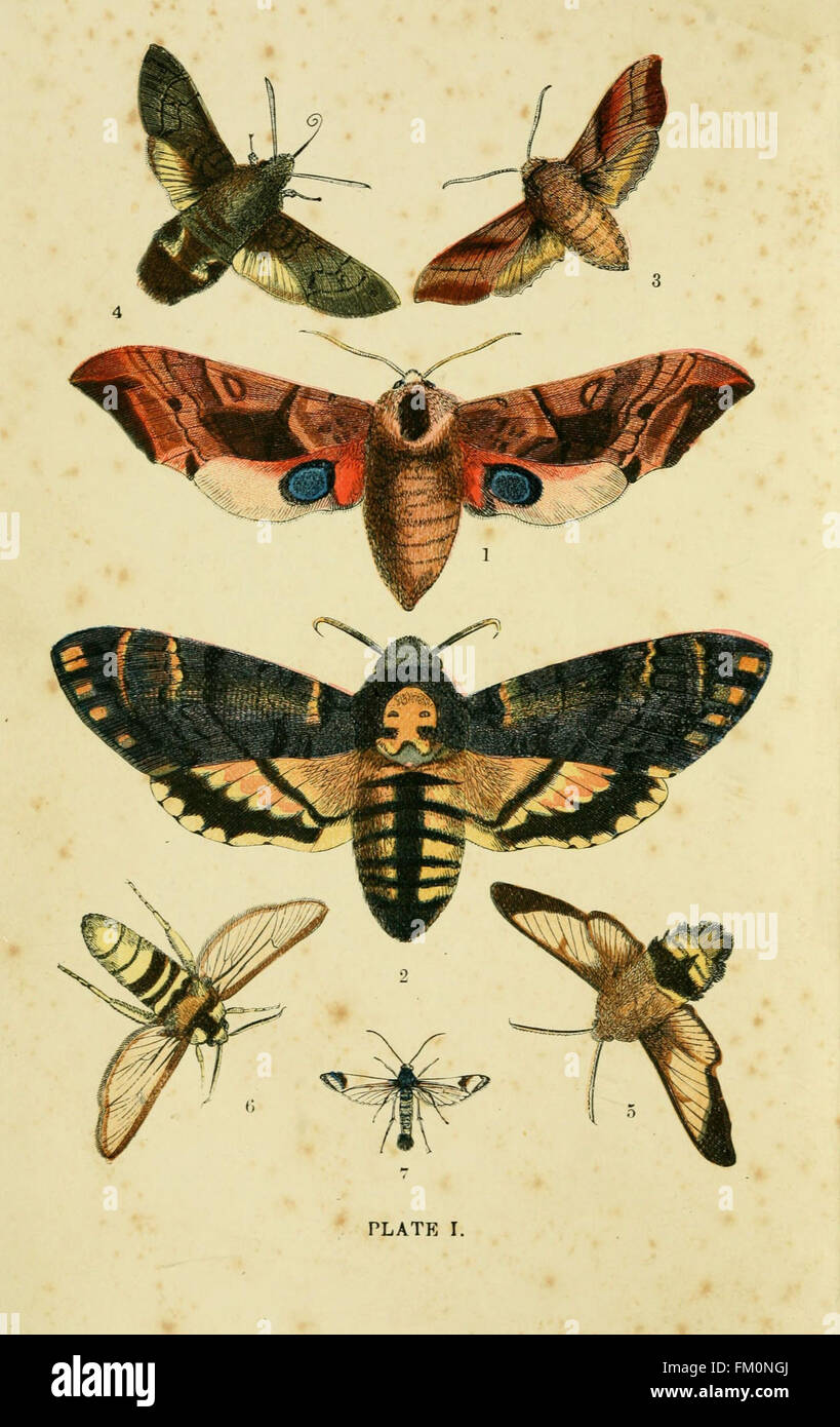 Life cycle of various moths hi-res stock photography and images - Alamy