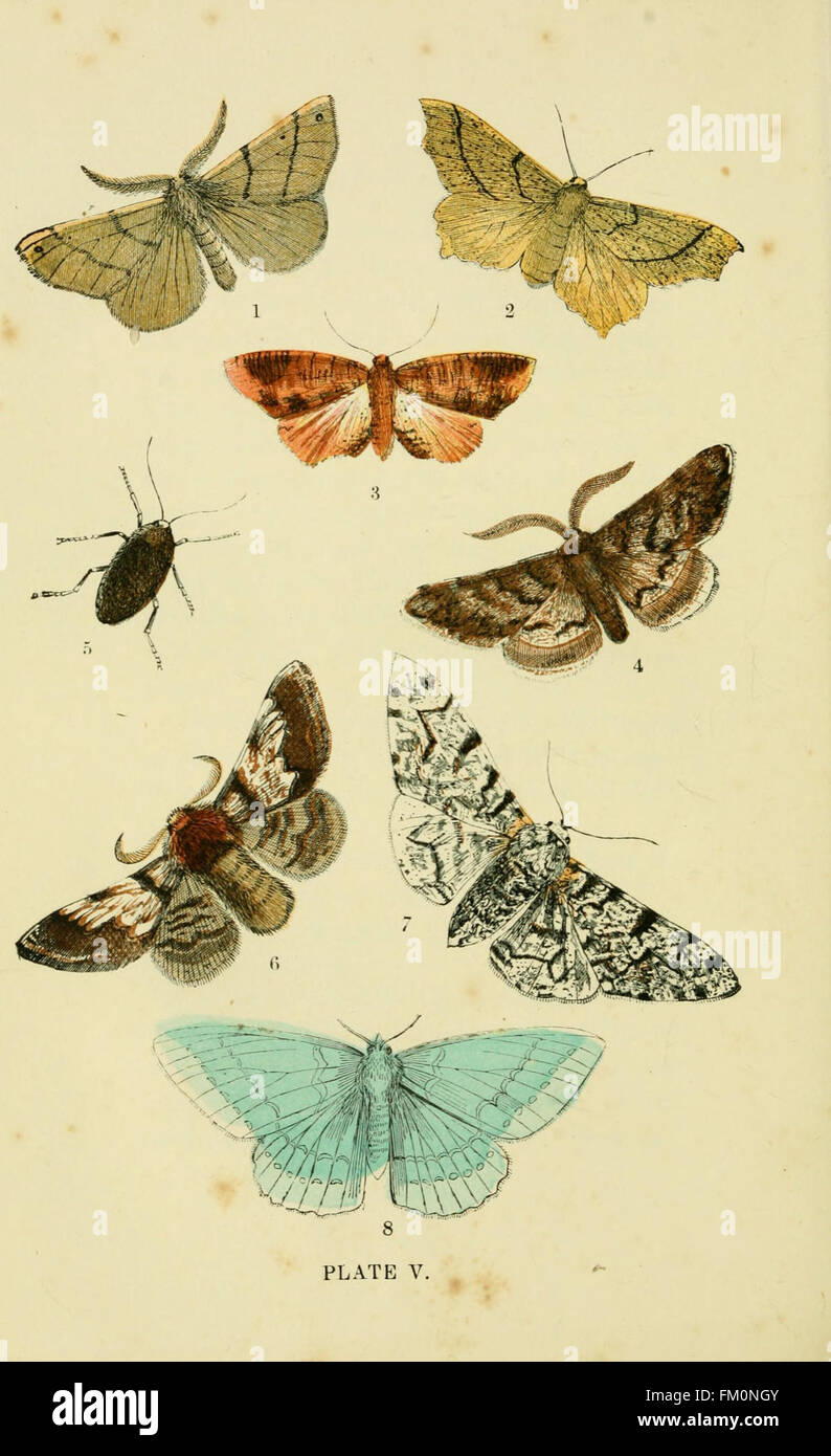 Plate V from 'The Common Moths of England' illustrates various moth ...