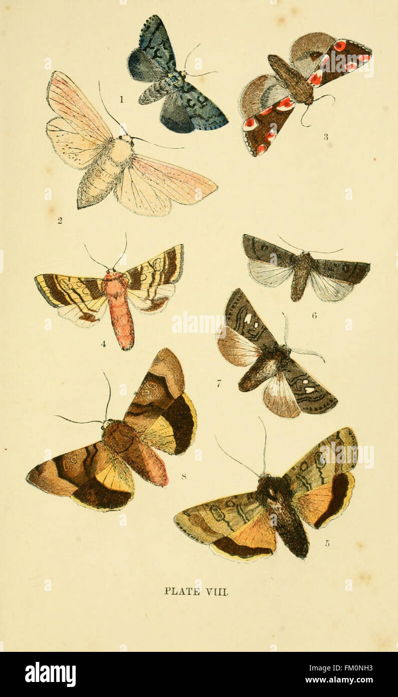 Uk moth illustration hi-res stock photography and images - Alamy