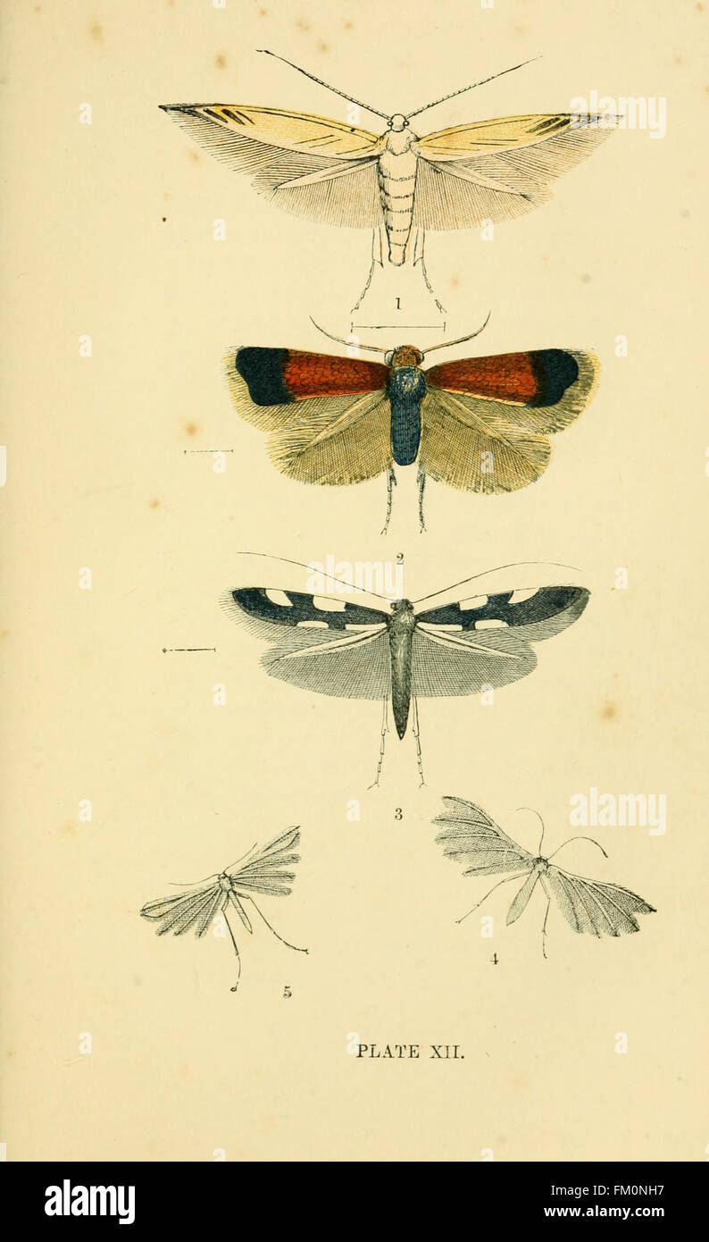Plate XII from 'The Common Moths of England' depicts several common ...