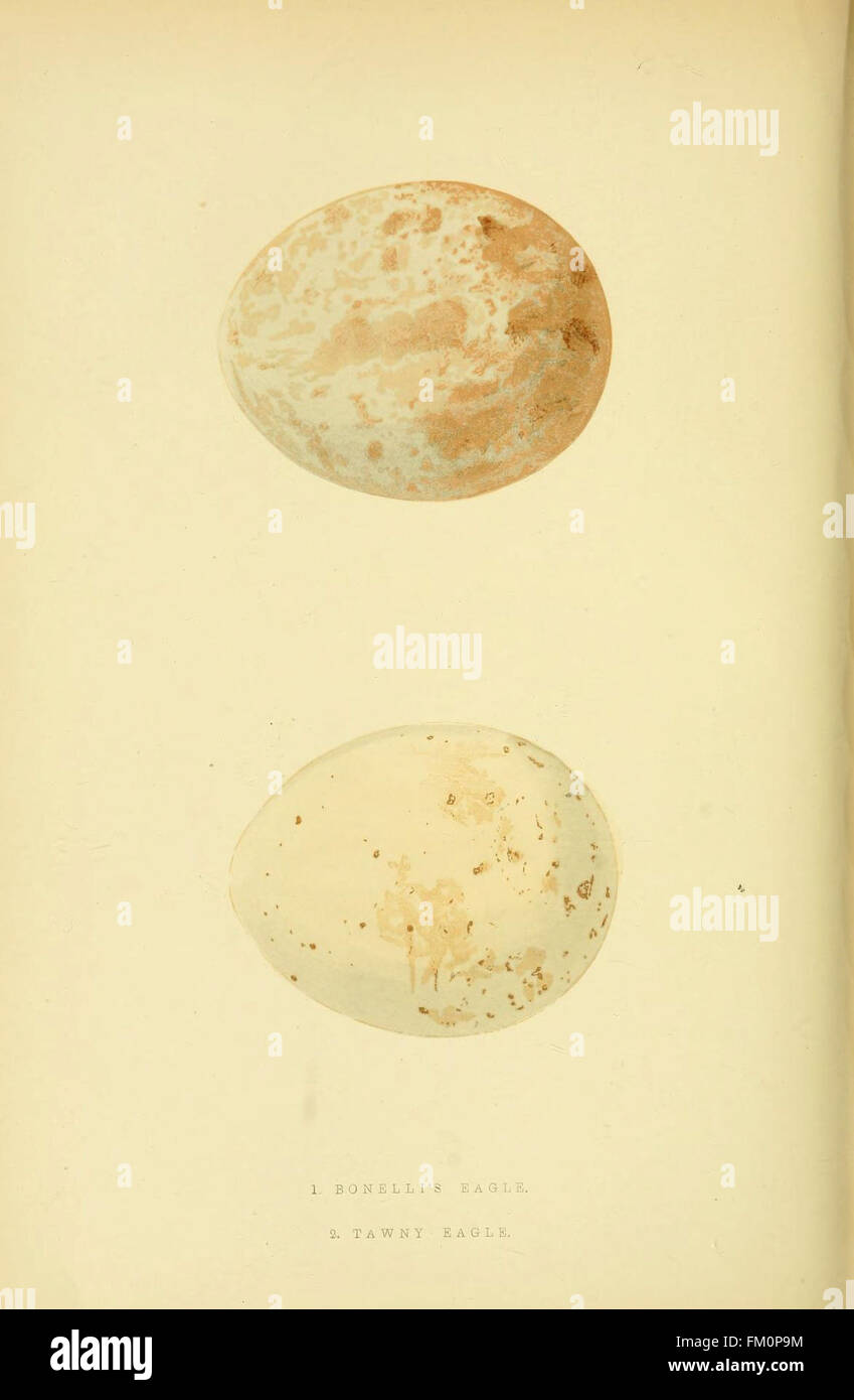 History birds europe provides hi-res stock photography and images - Alamy