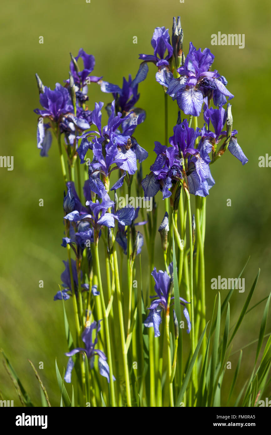 Siberian Iris, Iris sibirica, Irises blue flower Siberian irises ...