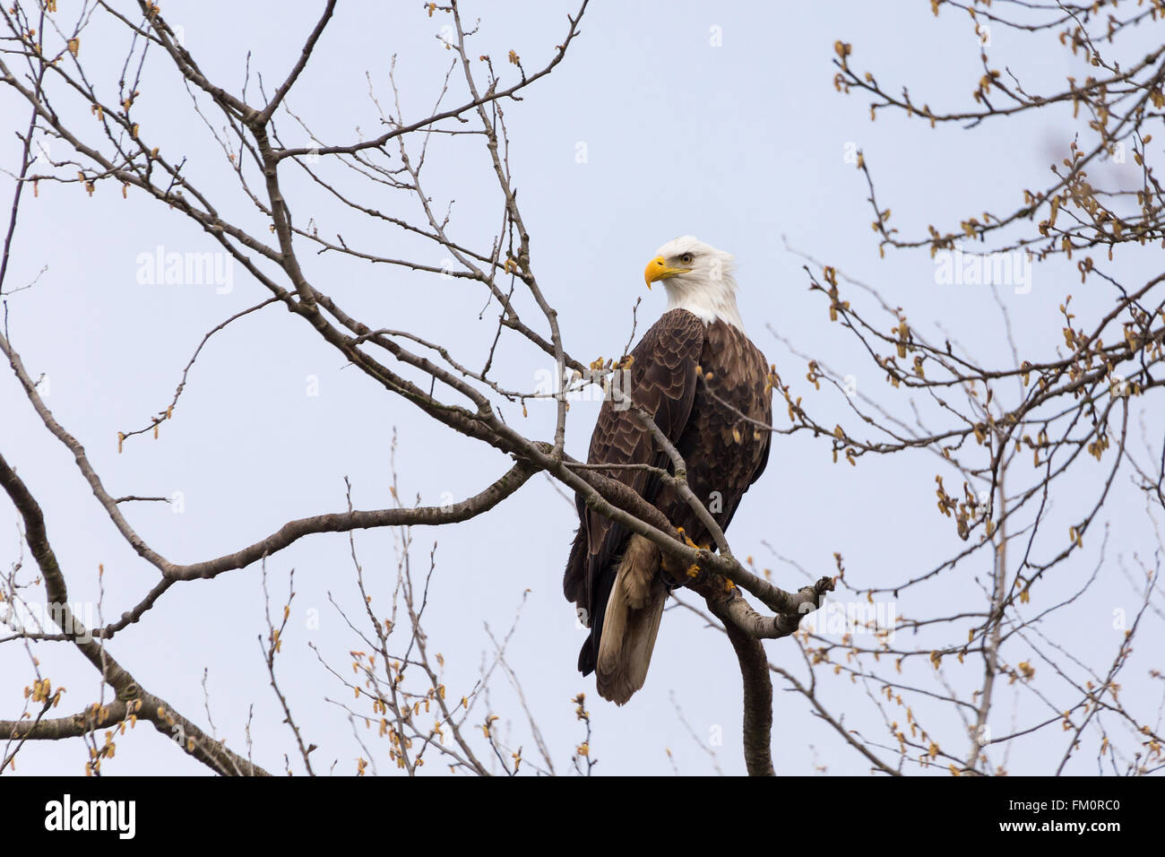 Bald eagle of british columbia hi-res stock photography and images - Alamy