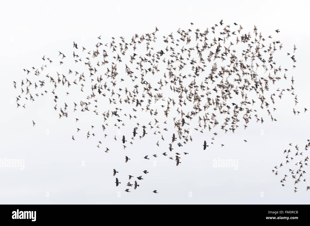 European Starling, texture for background Stock Photo - Alamy