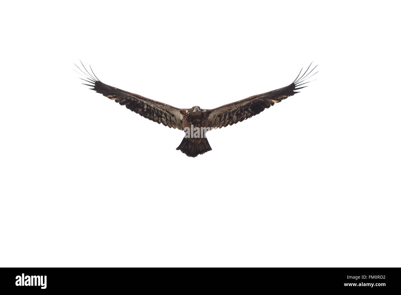 Bald eagle flying in Cut Out Stock Images & Pictures - Alamy