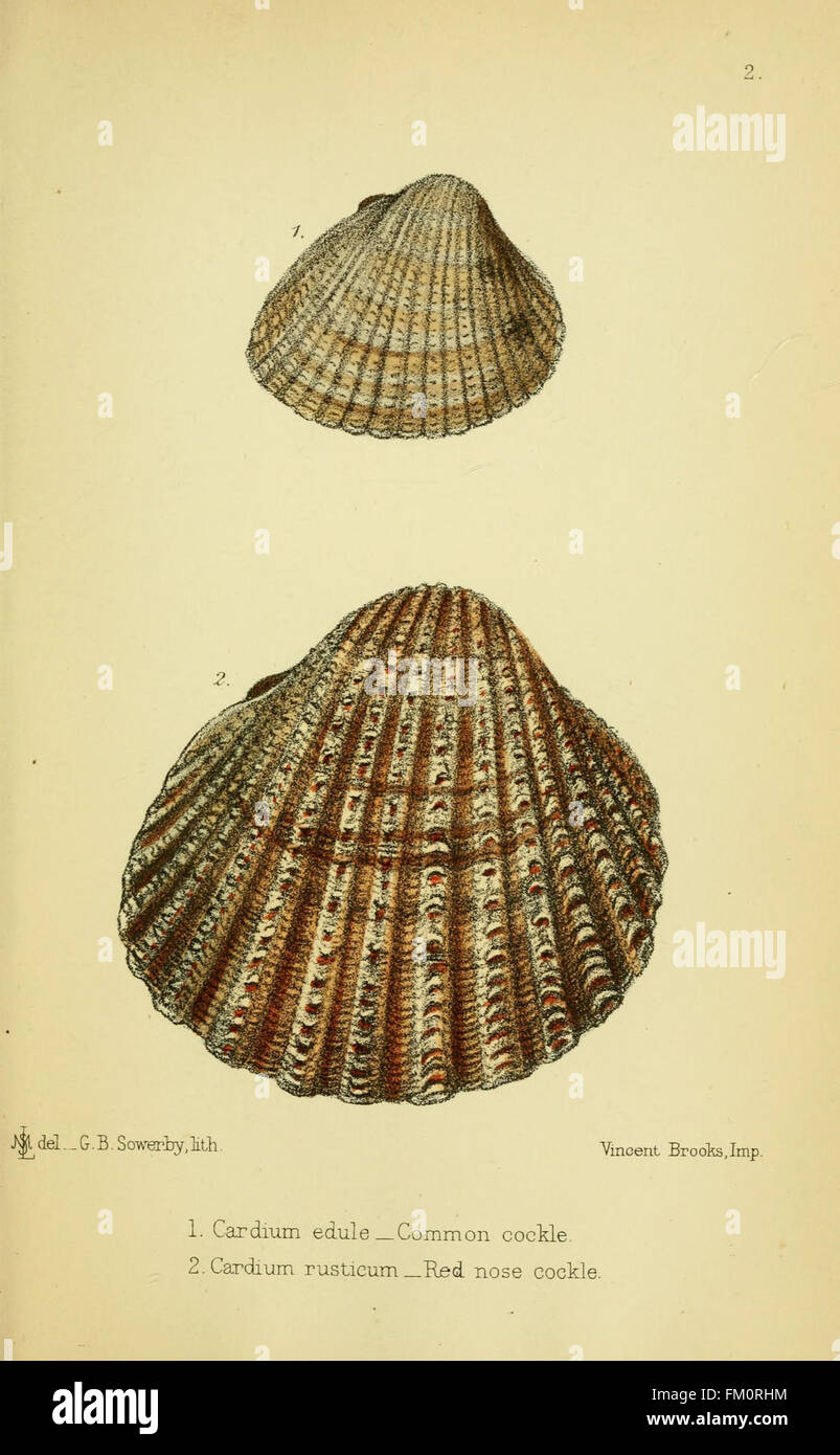 This plate from 'The Edible Mollusks of Great Britain and Ireland ...
