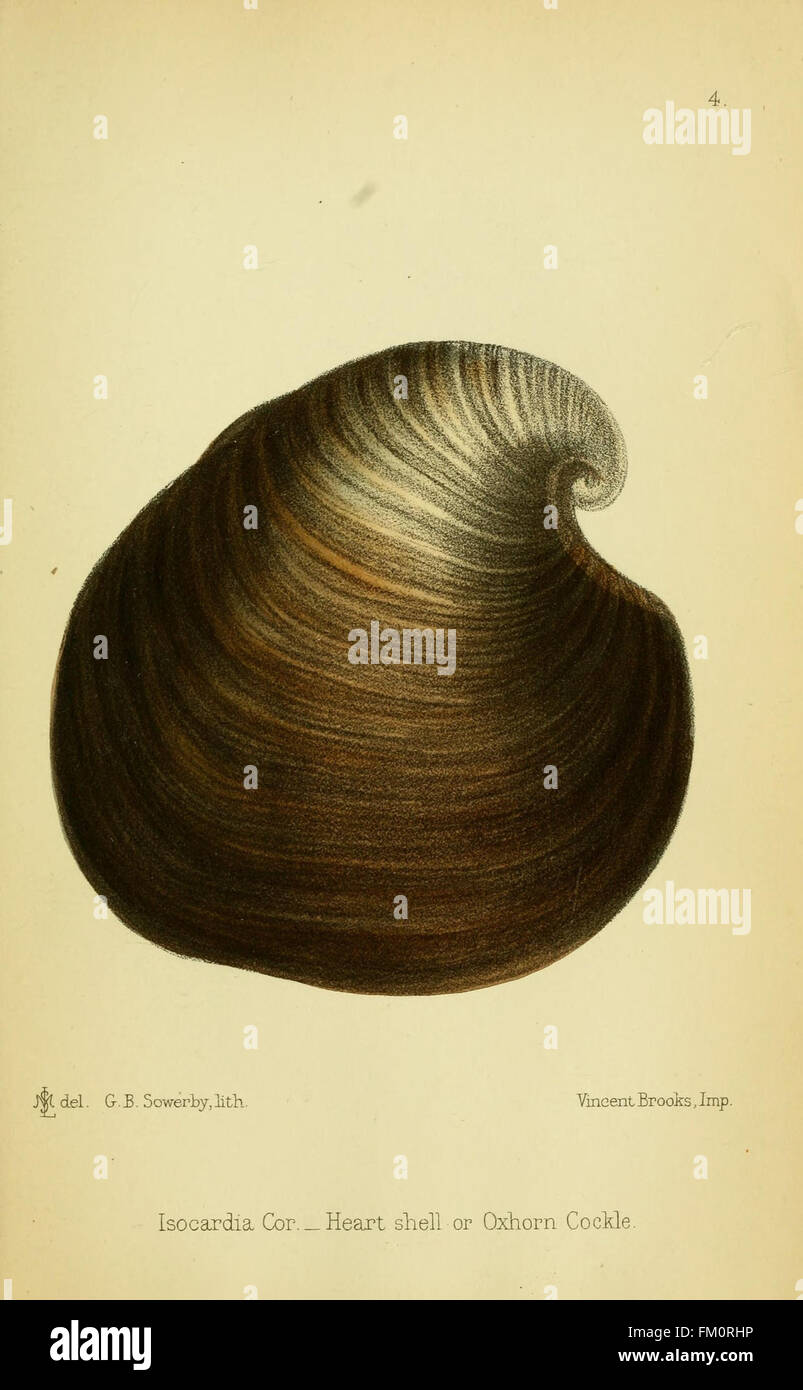 This plate from *The Edible Mollusks of Great Britain and Ireland ...