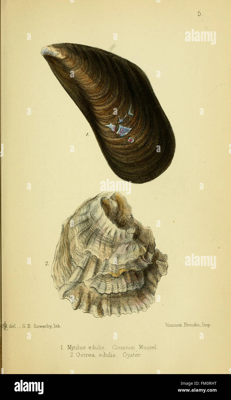 Great britain identification mollusks pictorial works hi-res stock ...