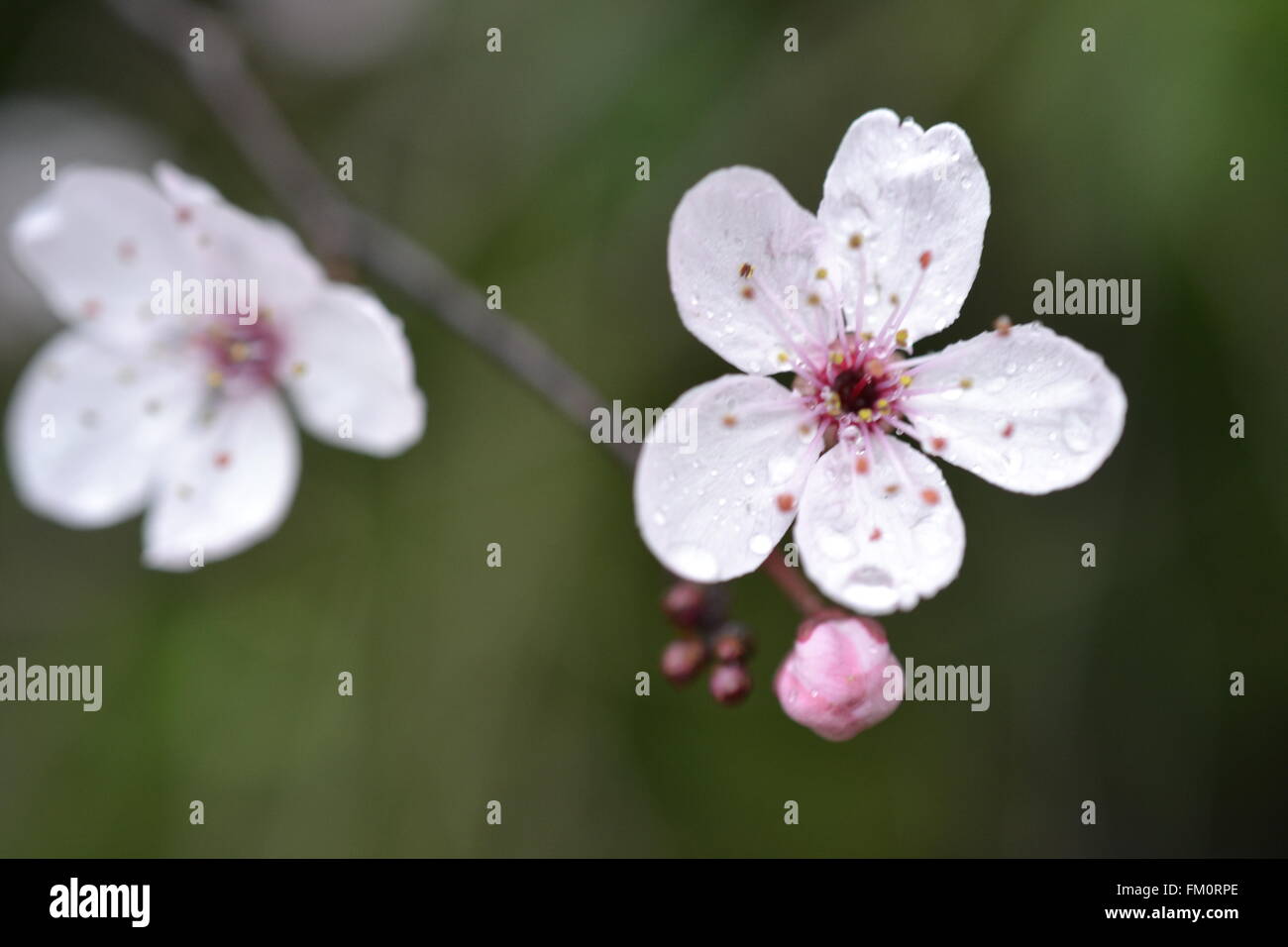 Naturepics hi-res stock photography and images - Alamy