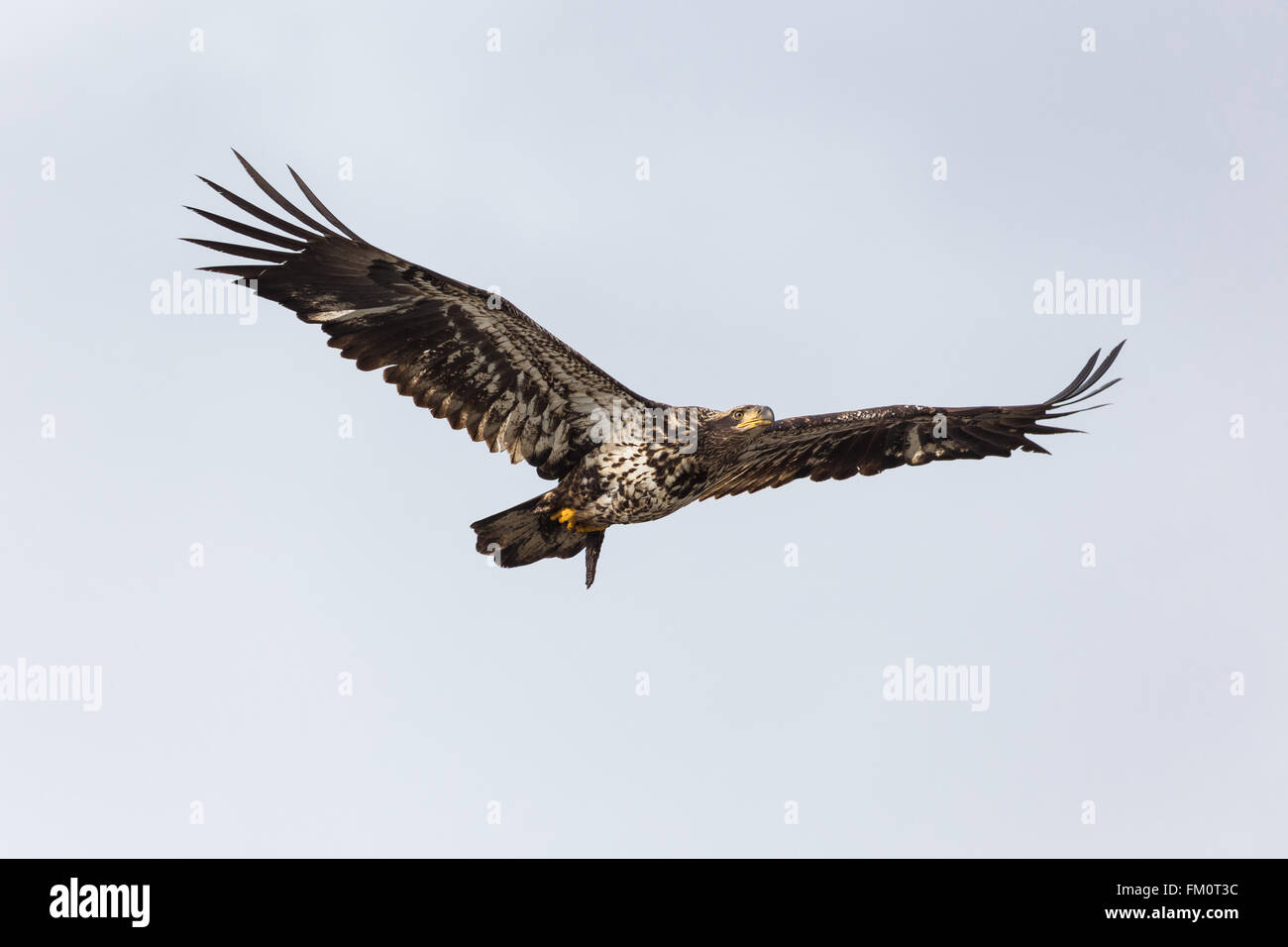 bald eagle in british columbia canada Stock Photo - Alamy