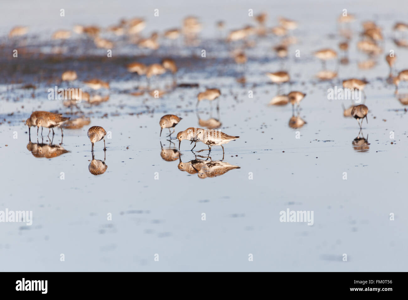 Dunlin Bird High Resolution Stock Photography and Images - Alamy