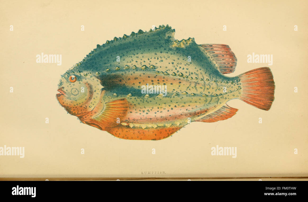 A history of the fishes of the british islands hi-res stock photography ...