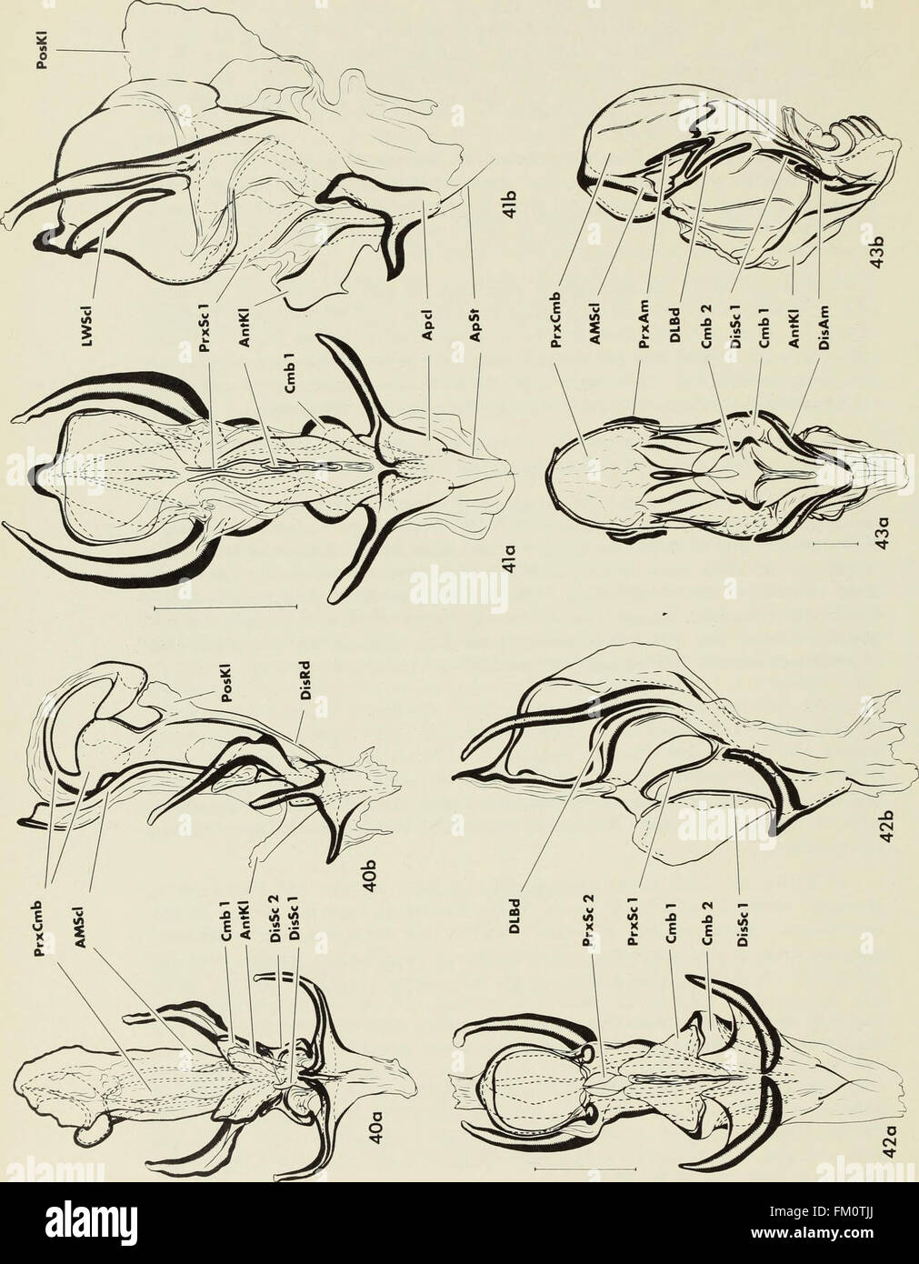 Complex reproductive features hi-res stock photography and images - Alamy