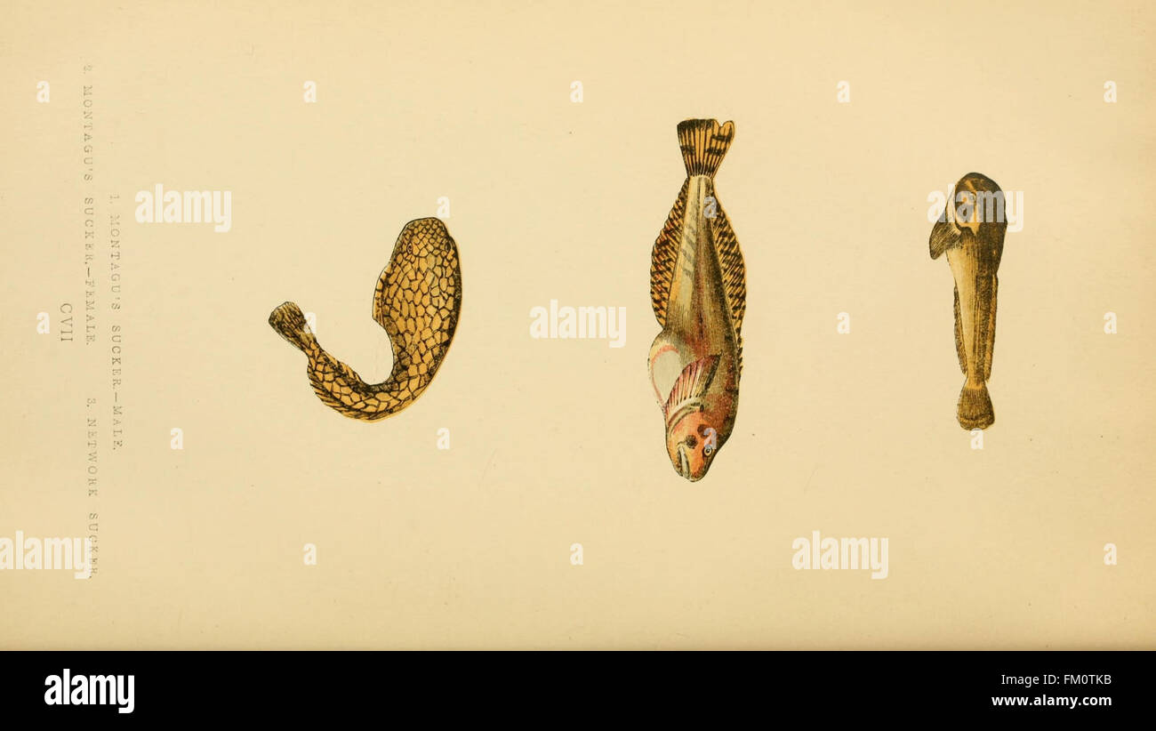 A history of the fishes of the british islands hi-res stock photography ...