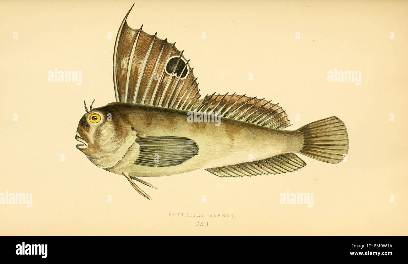 A history of the fishes of the british islands hi-res stock photography ...