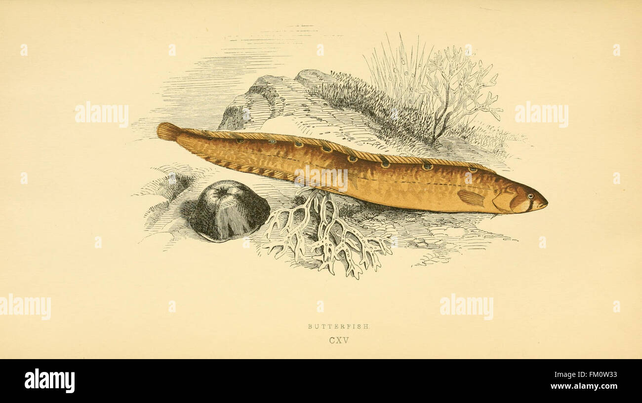*A History of the Fishes of the British Islands* explores the various ...