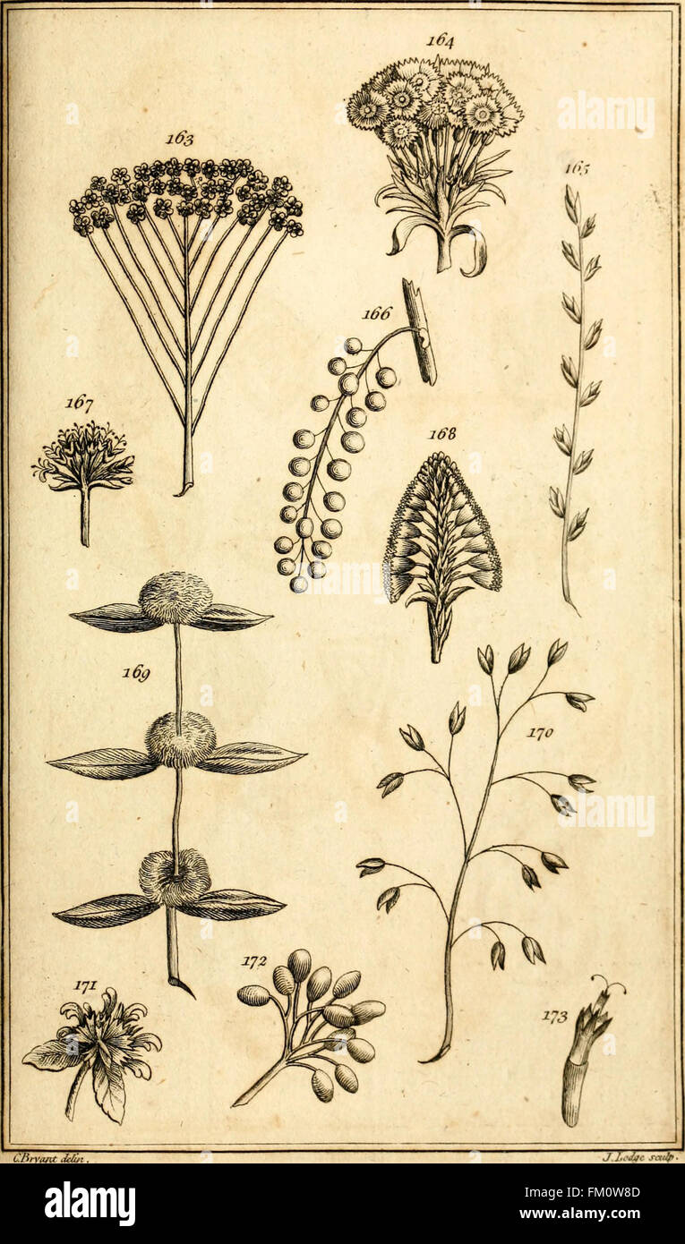 This translation of *Philosophia Botanica* by Linnaeus details the ...