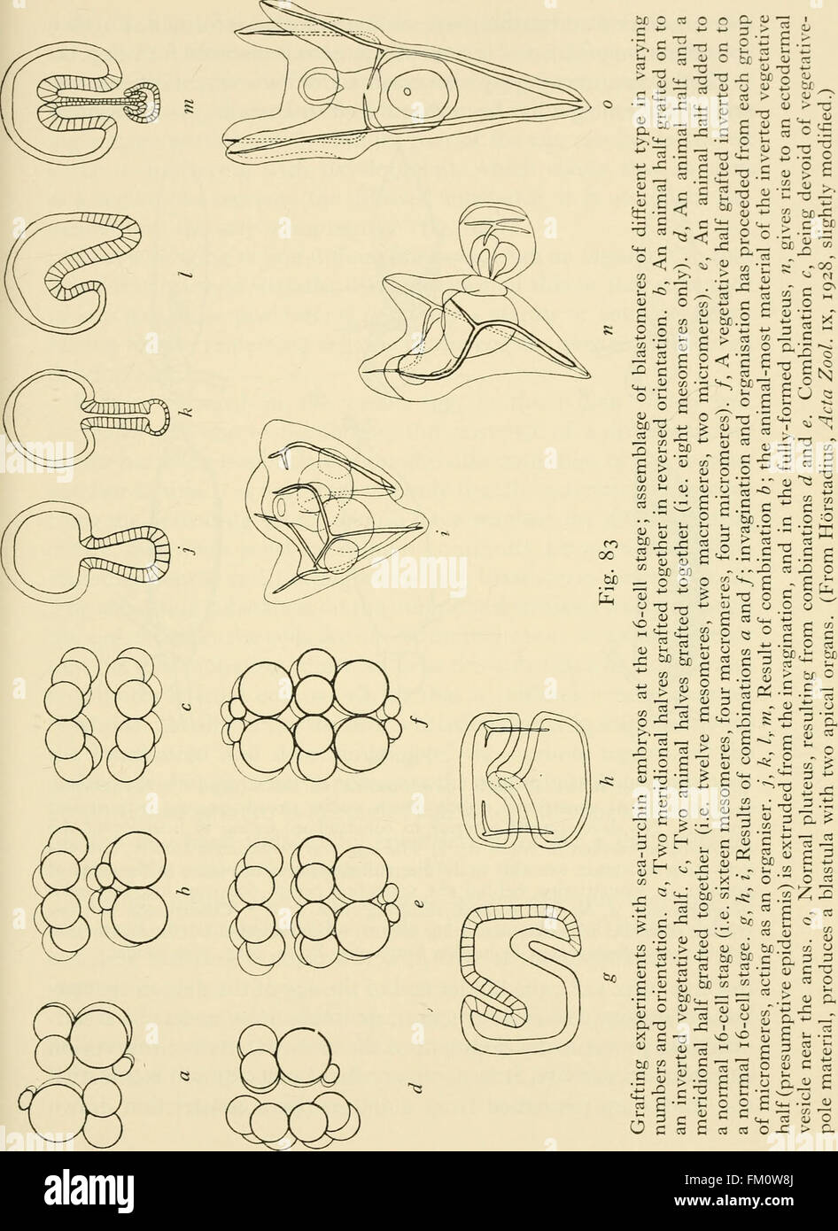 'The Elements of Experimental Embryology' (1963) is a detailed textbook ...