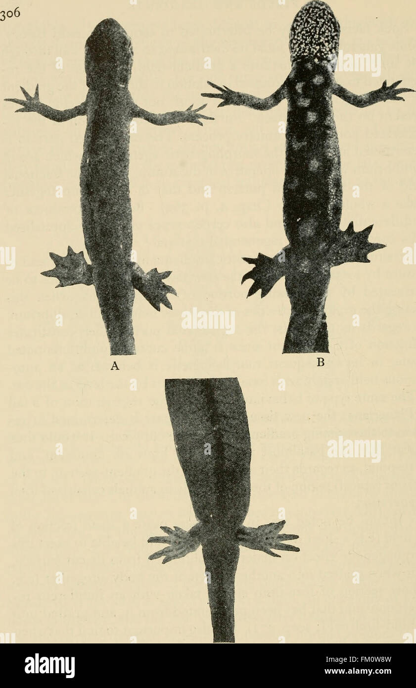 A comprehensive study of experimental embryology, published in 1963 ...