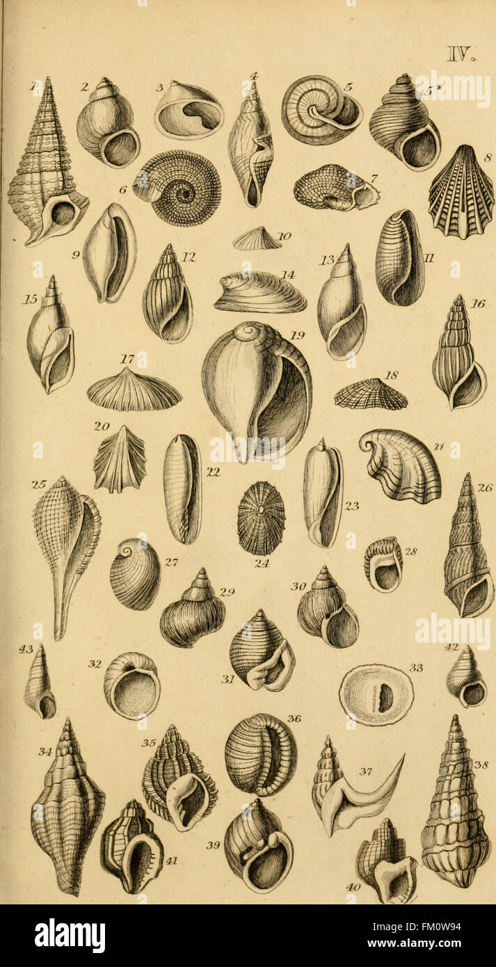 Lamarck shells hi-res stock photography and images - Alamy