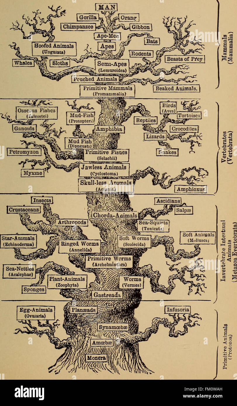 This work explores the evolution of humans, focusing on key aspects of ...