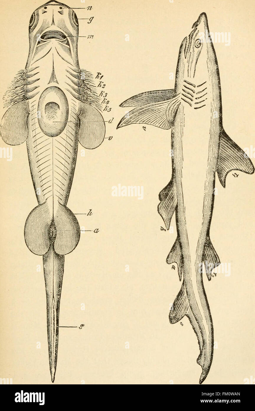 This work by Ernst Haeckel, first published in 1897, presents a ...