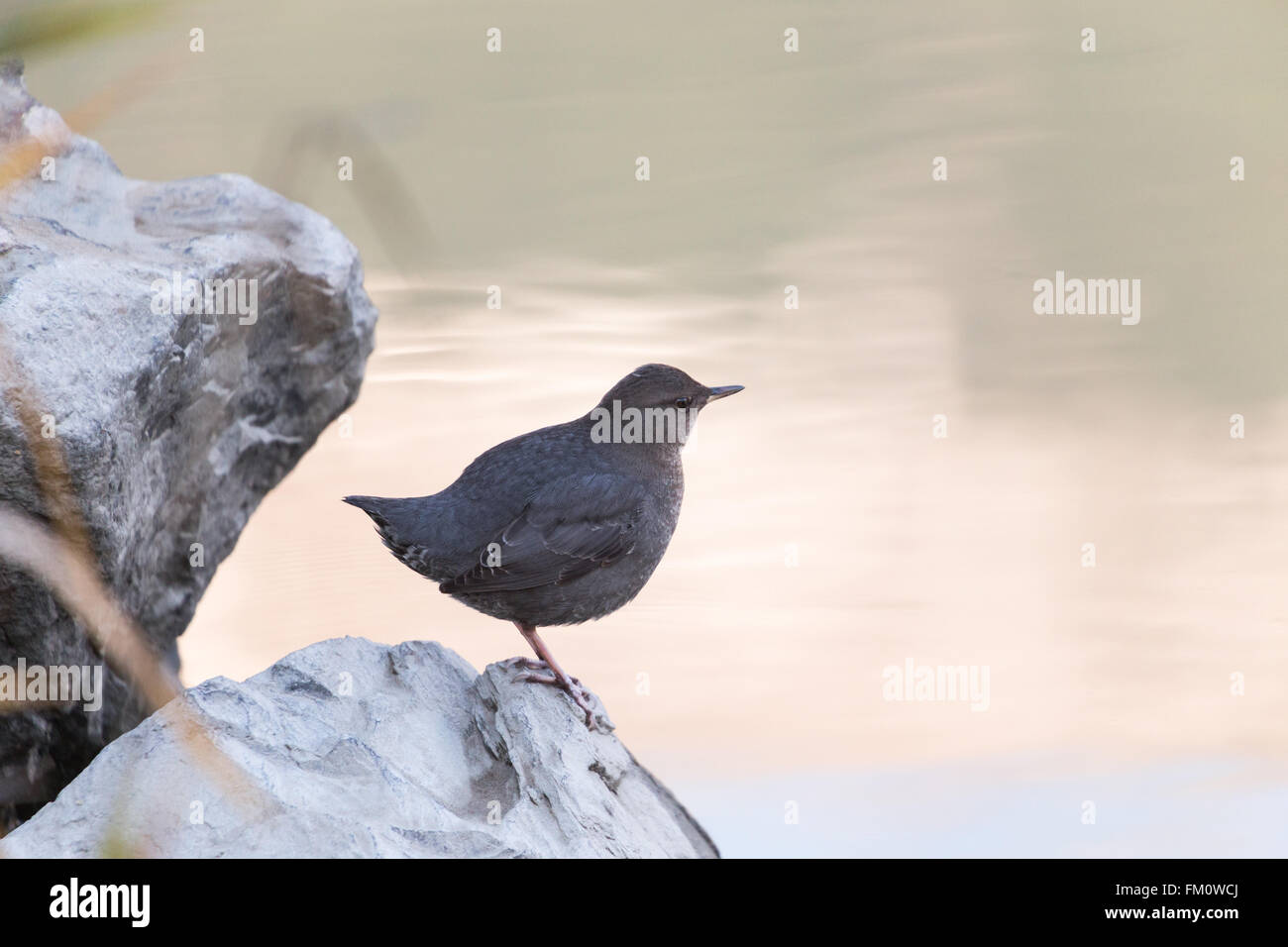 Dipper wildlife hi-res stock photography and images - Alamy