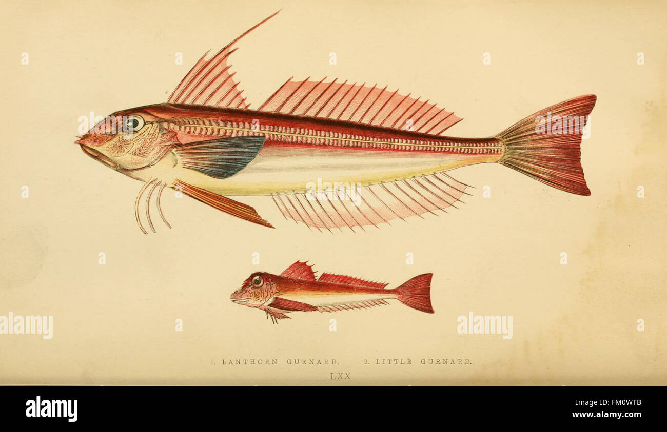 This illustration plate from *A History of the Fishes of the British ...