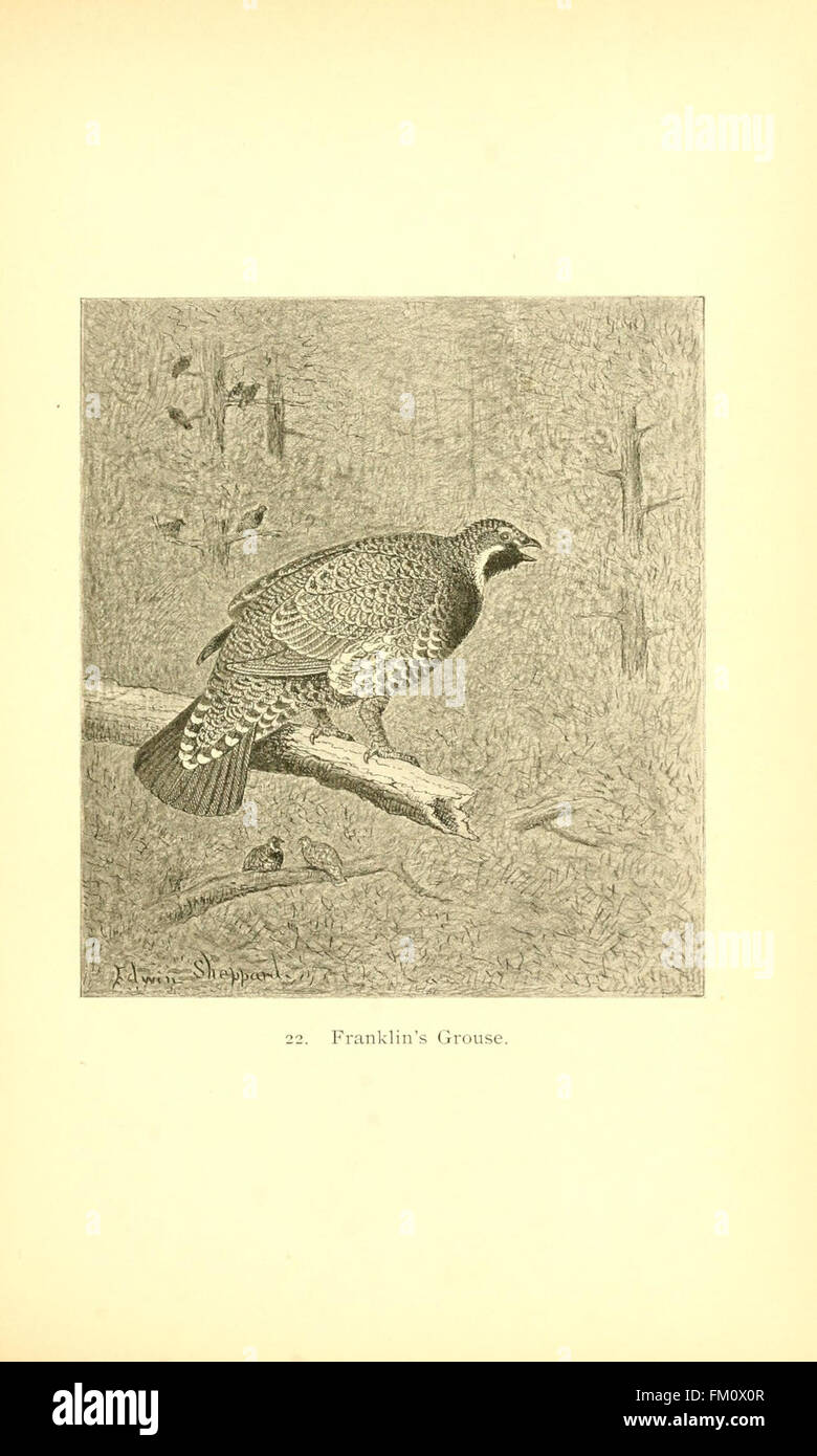 Plate 22 from 'The Gallinaceous Game Birds of North America' showcases ...