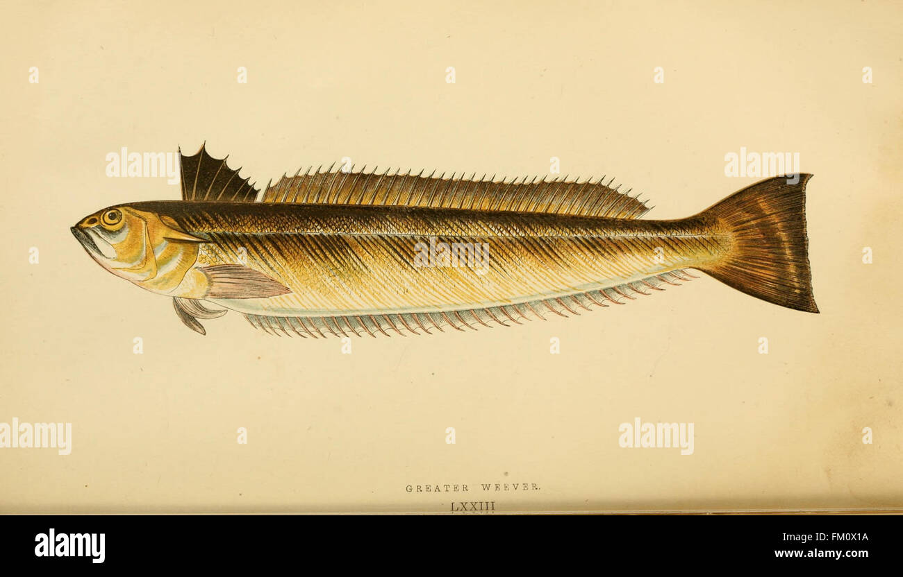 Plate LXXIII from 'A History of the Fishes of the British Islands ...