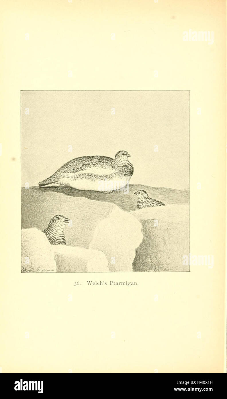 This work focuses on the Galliformes, or game birds, of North America ...