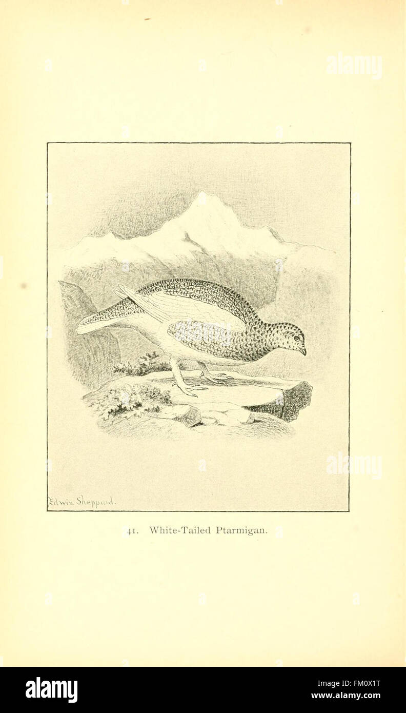 This illustration focuses on gallinaceous game birds in North America ...