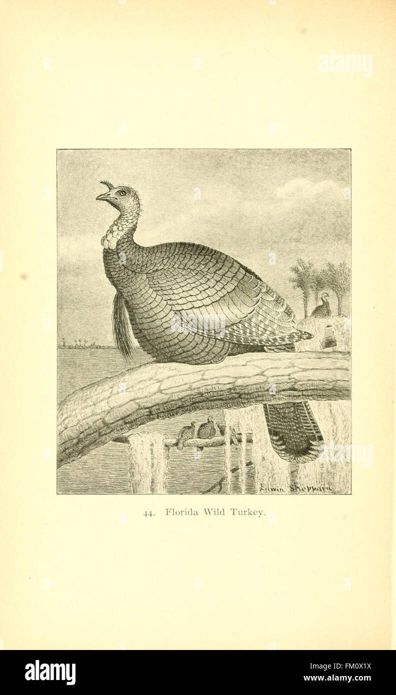 Plate 44 from 'The Gallinaceous Game Birds of North America ...