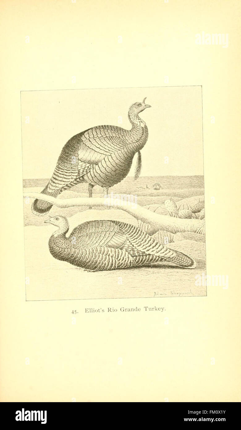 Gallinaceous game birds of north america hi-res stock photography and ...