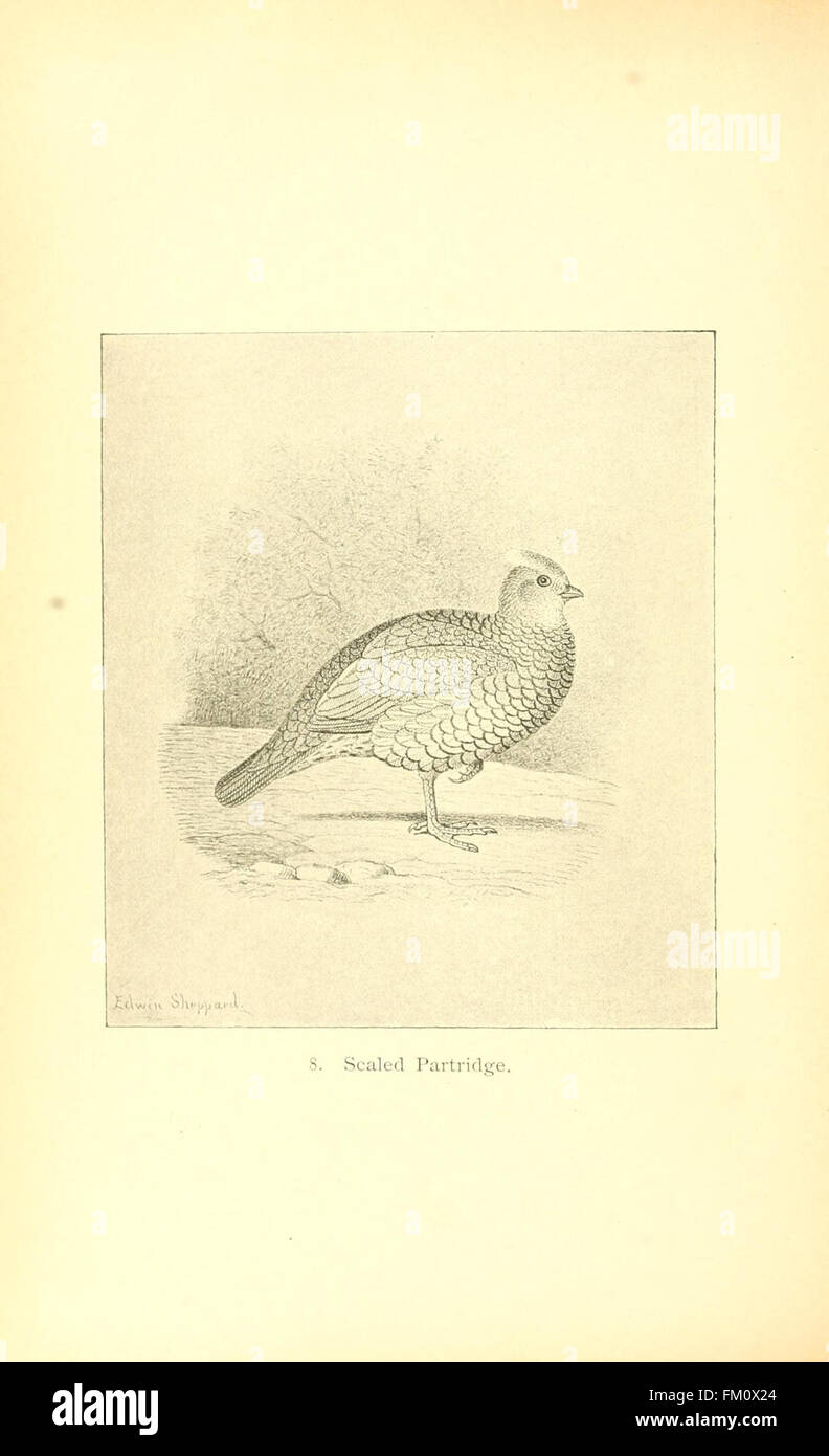 Plate 8 from 'The Gallinaceous Game Birds of North America' illustrates ...