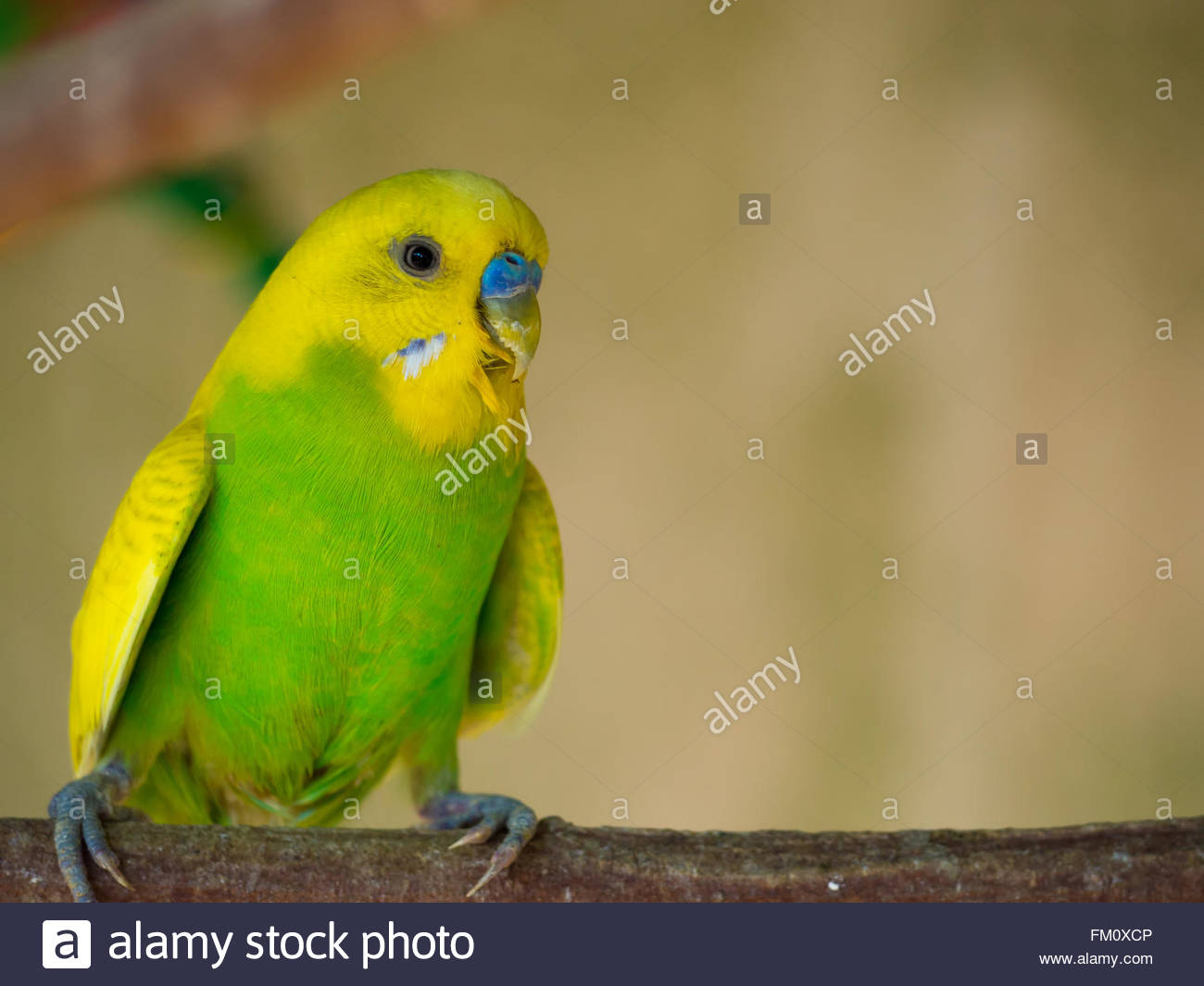 Green And Yellow Budgie Stock Photos & Green And Yellow Budgie Stock ...
